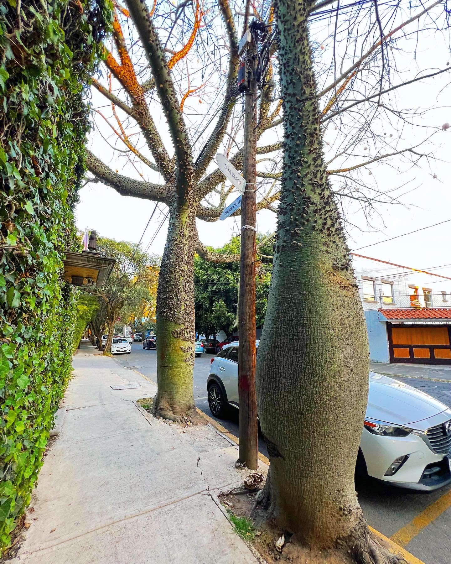 Dos hermosas ceibas en Coyoacán ¿Ya las has visto? - Soy Coyoacanense
