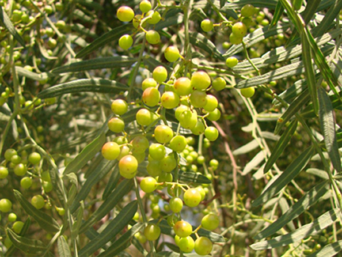 Pirul, el árbol "mágico" que abunda en la zona de Pedregales - Soy ...