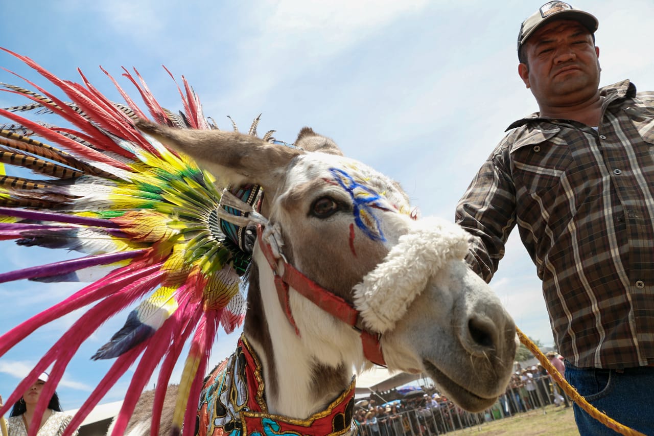 Turismo: Color y alegría en la Feria del Burro 2023 - Soy Coyoacanense