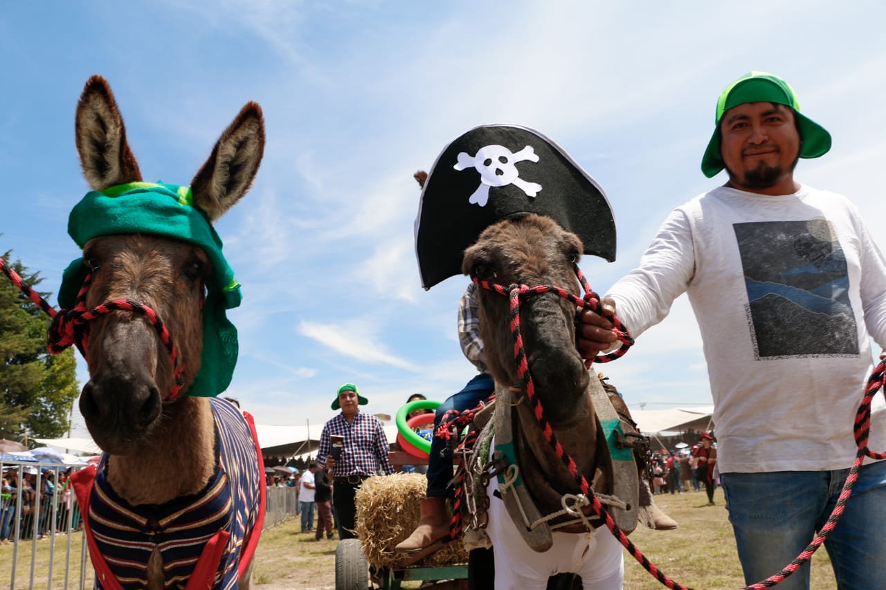Turismo: Color y alegría en la Feria del Burro 2023 - Soy Coyoacanense