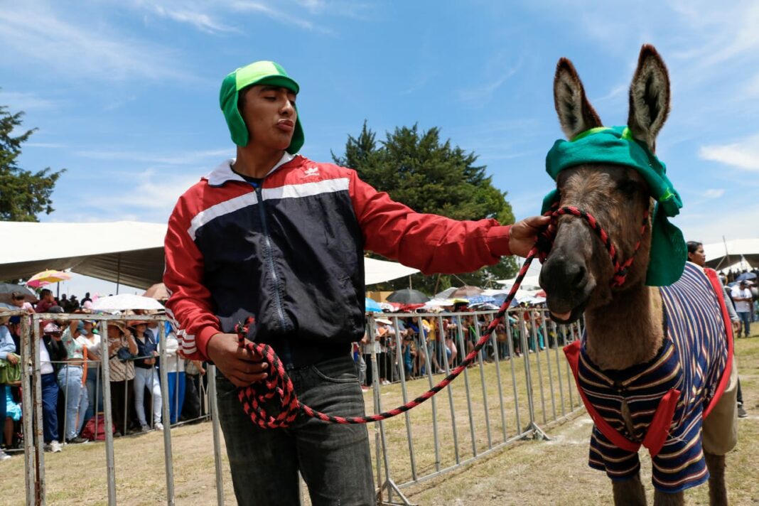 Turismo: Color y alegría en la Feria del Burro 2023 - Soy Coyoacanense